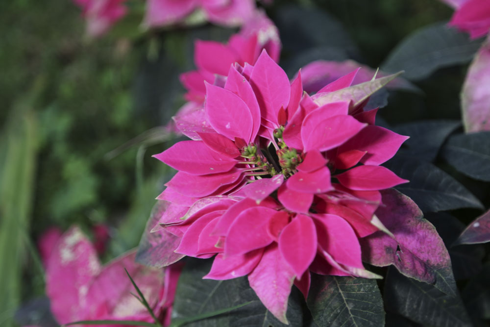 Haradali Home Lodge Arusha - Nature Responsible Safari